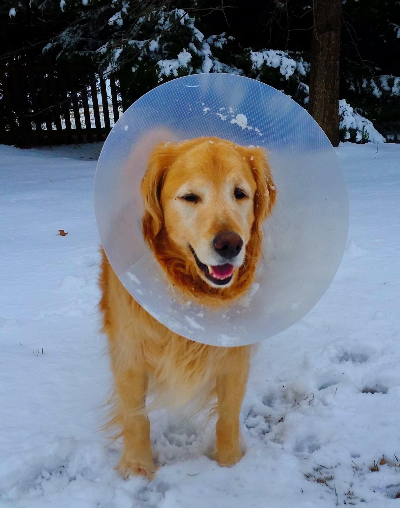 Donate – Pets and Pals Animal Shelter