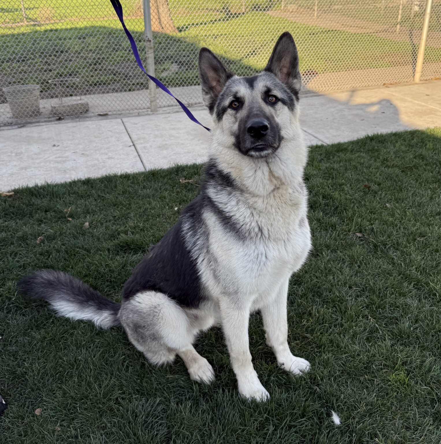 Available Dogs – Pets and Pals Animal Shelter