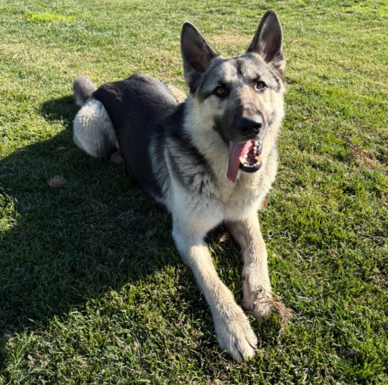 Available Dogs – Pets and Pals Animal Shelter