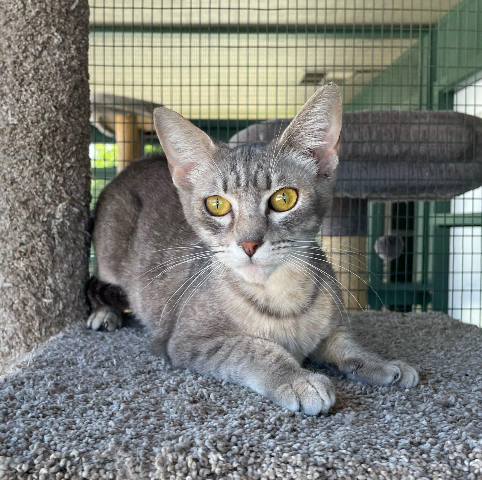 Available Cats – Pets and Pals Animal Shelter