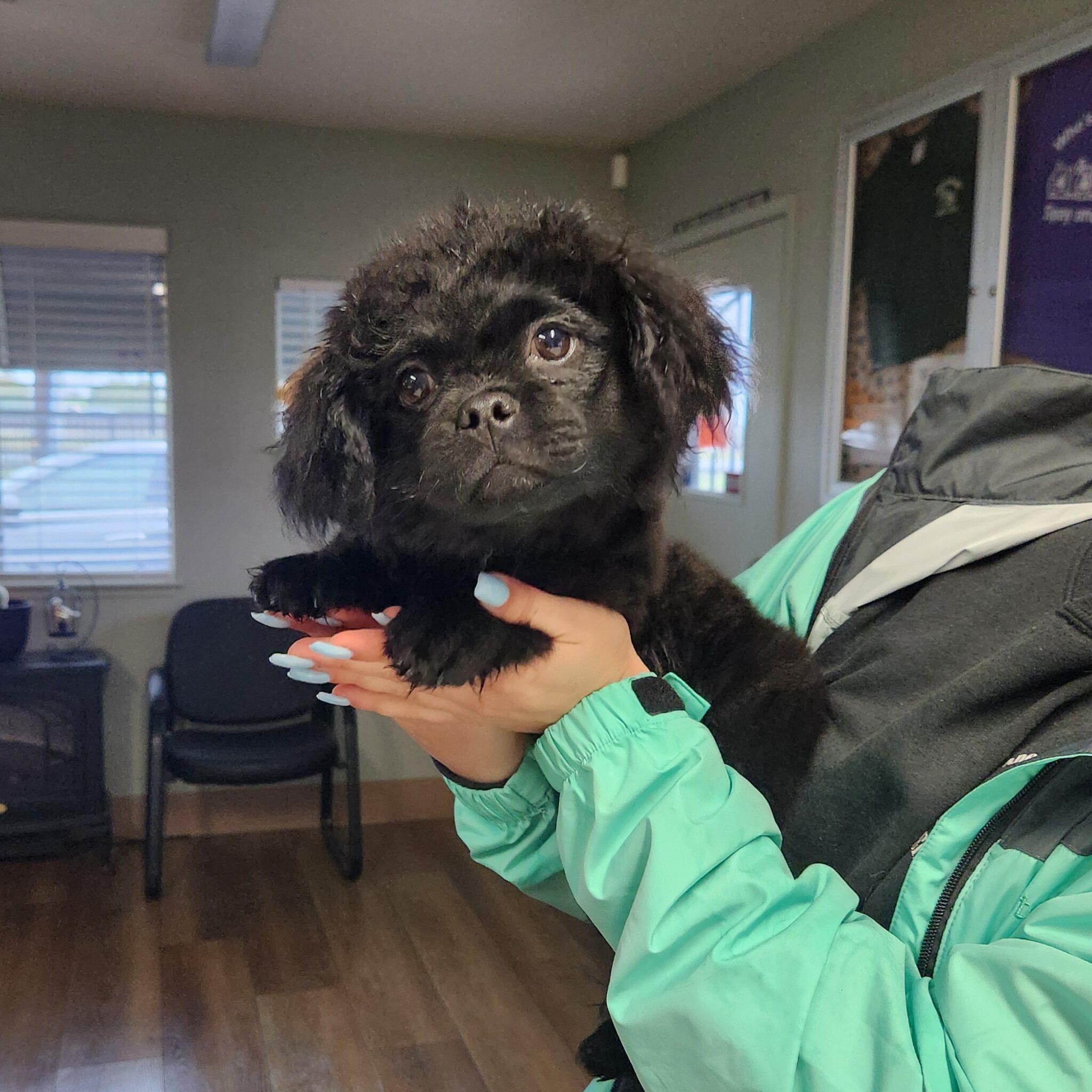 Happy Tails Dogs – Pets and Pals Animal Shelter