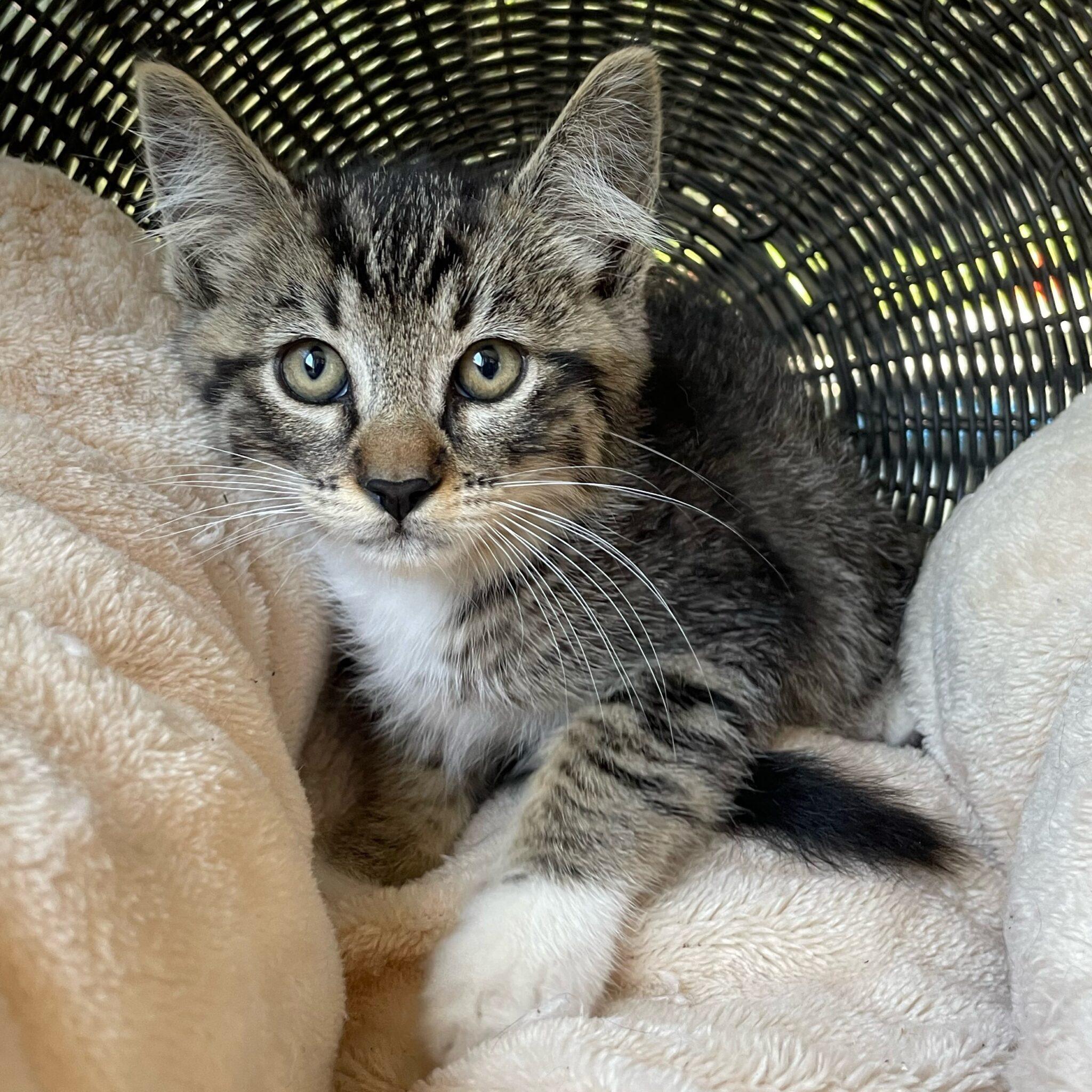 Available Cats – Pets and Pals Animal Shelter