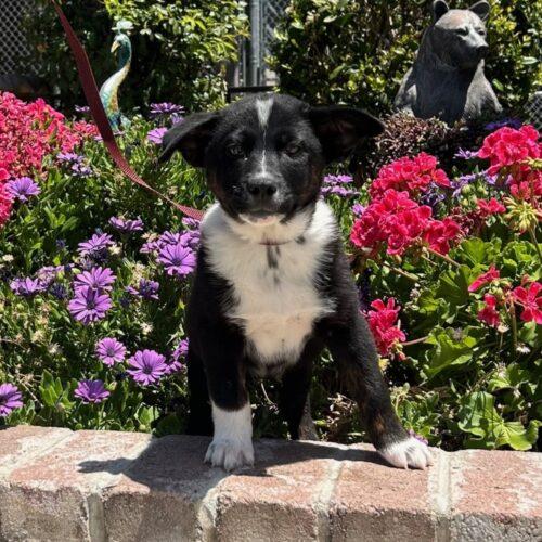 Available Dogs – Pets and Pals Animal Shelter