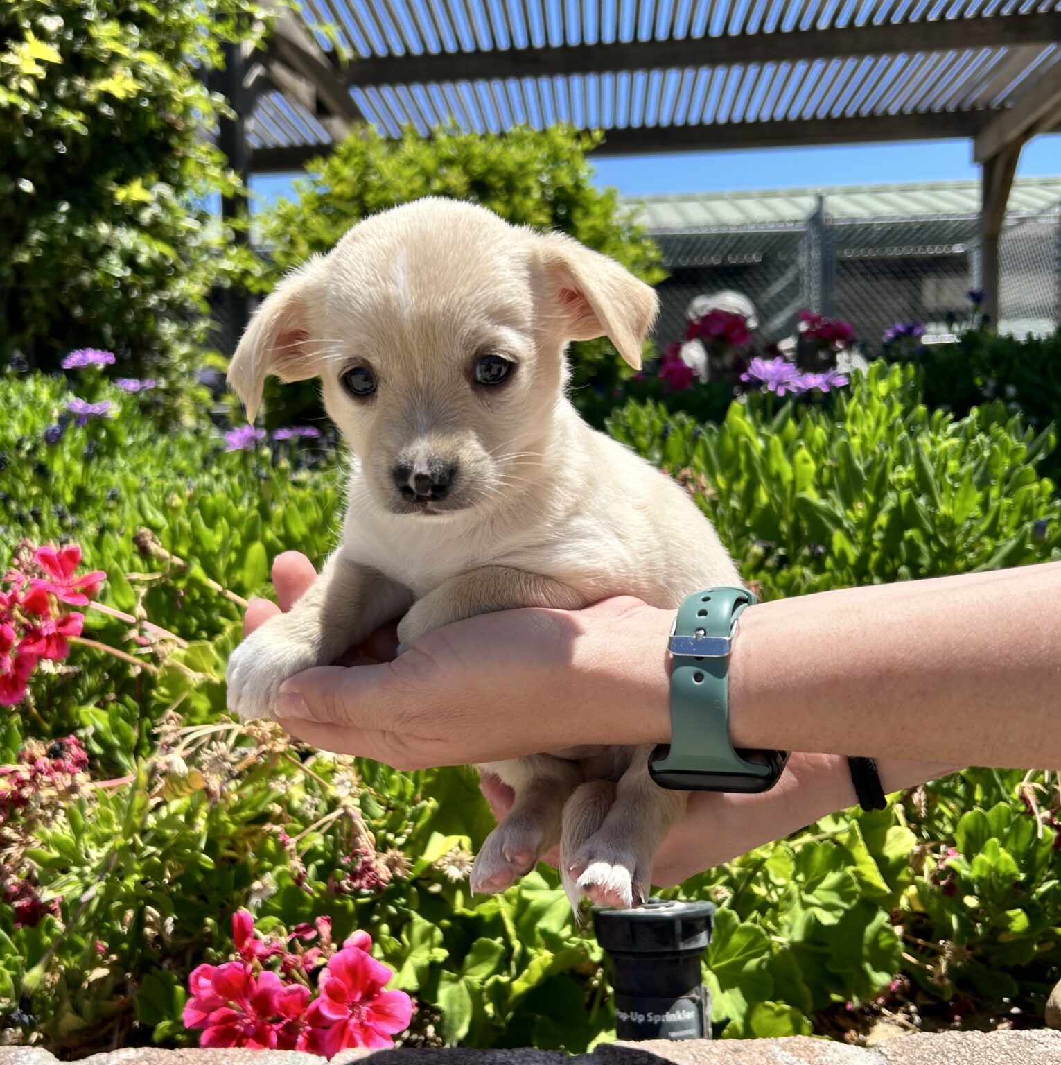 Happy Tails Dogs – Pets and Pals Animal Shelter