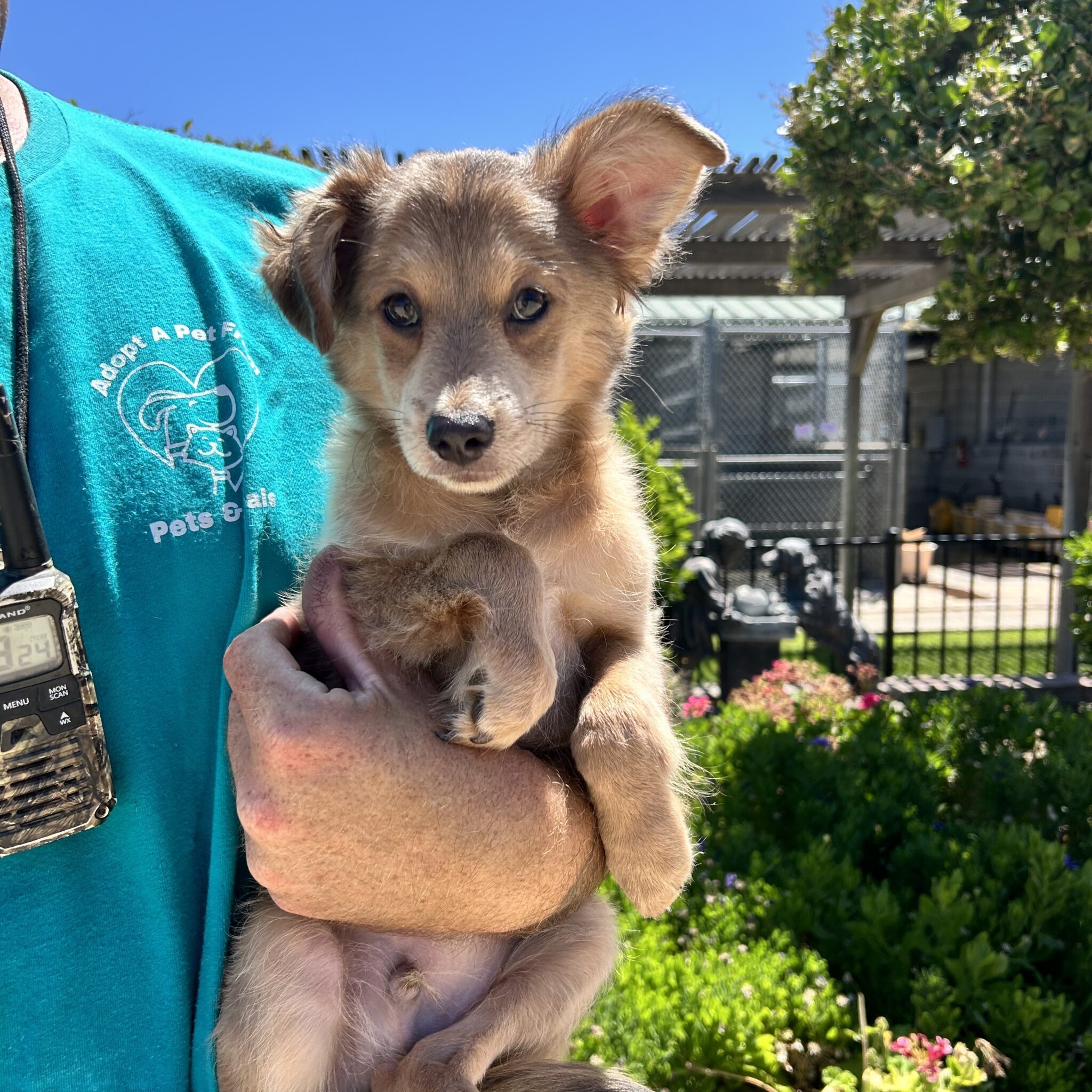 Happy Tails Dogs – Pets and Pals Animal Shelter