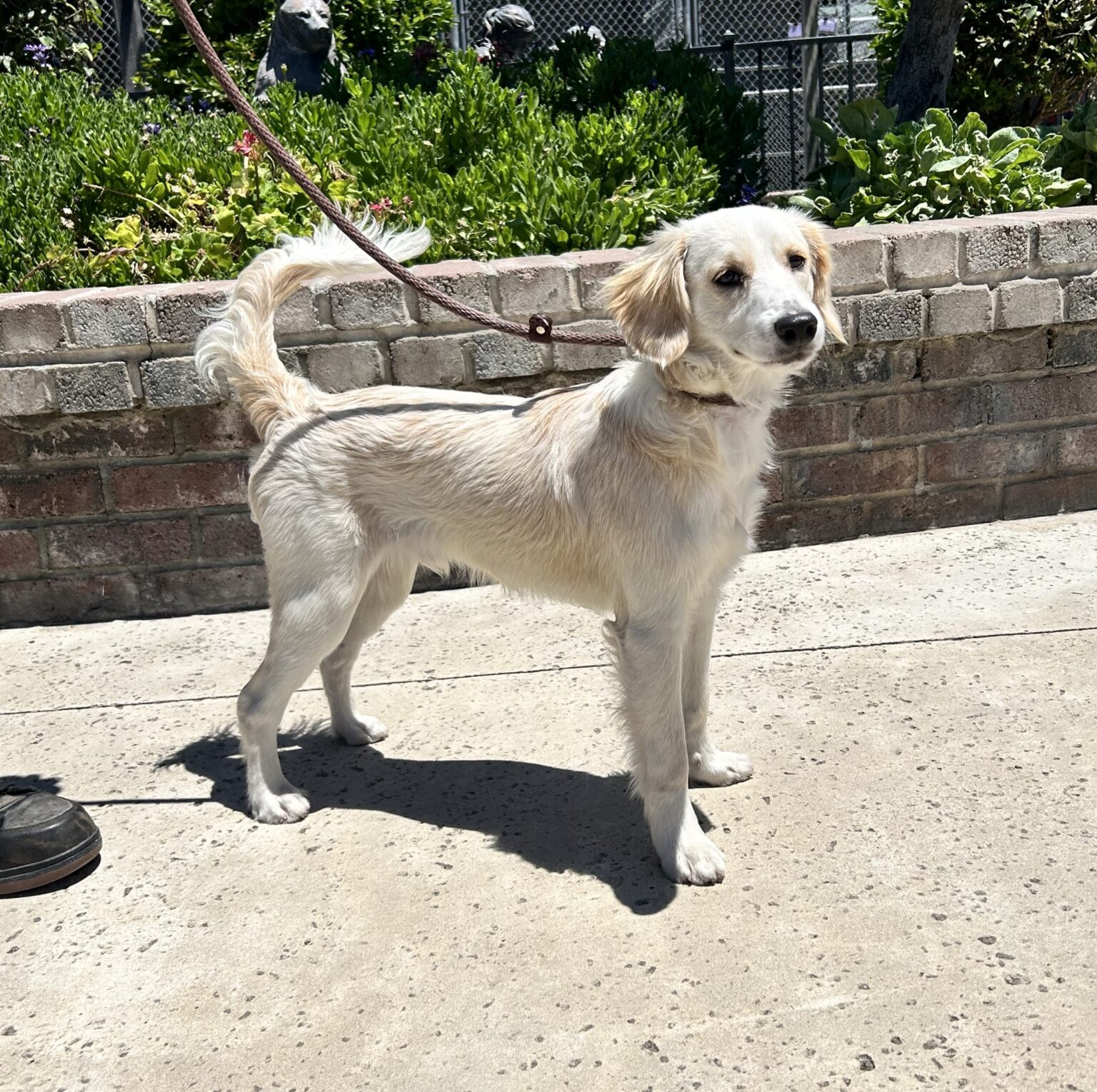 Happy Tails Dogs – Pets and Pals Animal Shelter