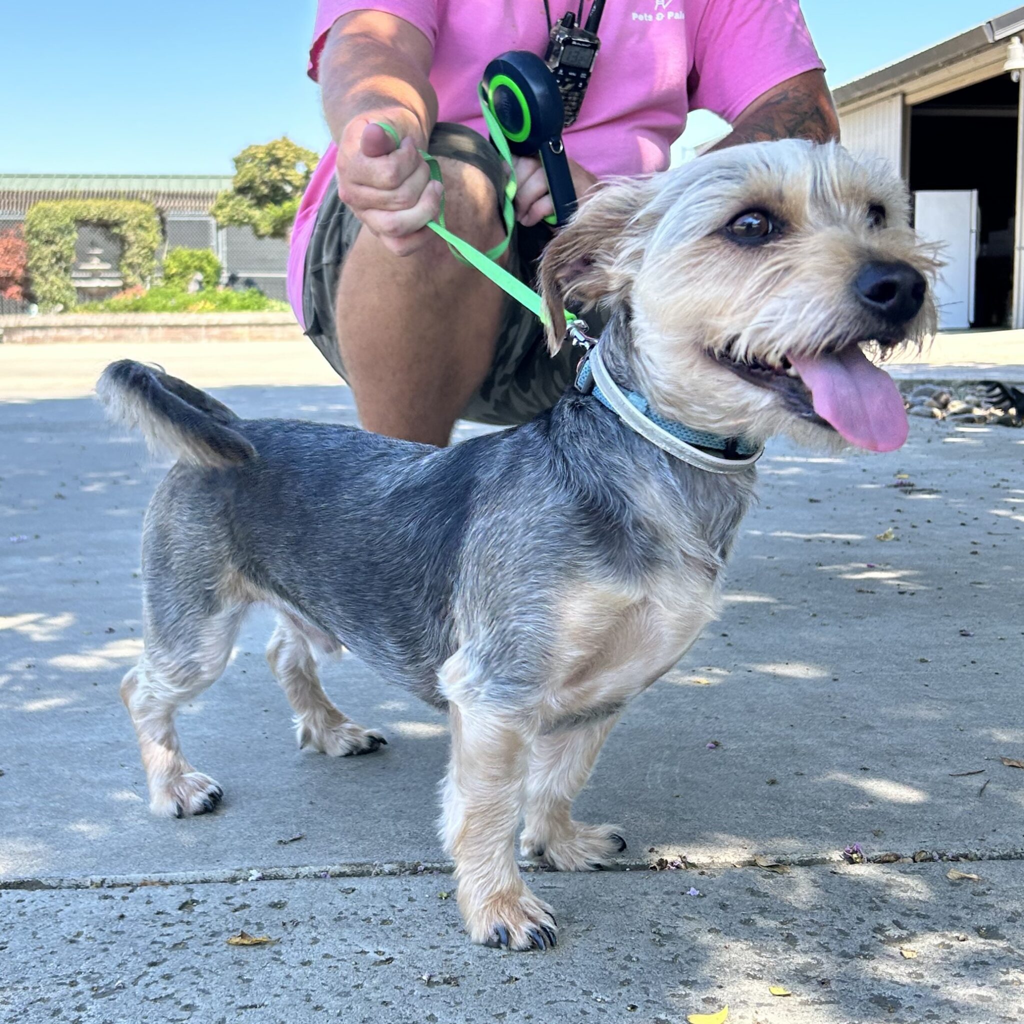 Happy Tails Dogs – Pets and Pals Animal Shelter