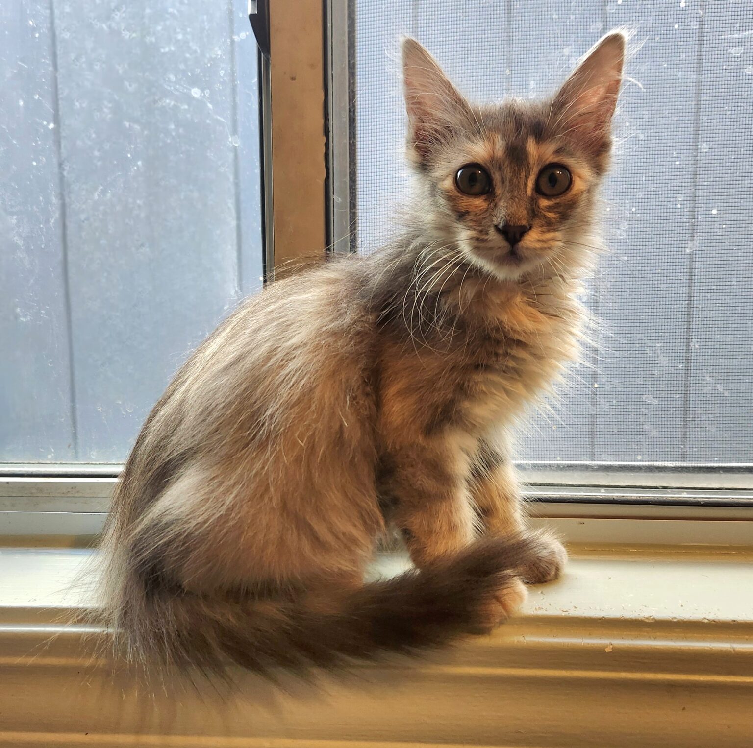 Available Cats – Pets and Pals Animal Shelter