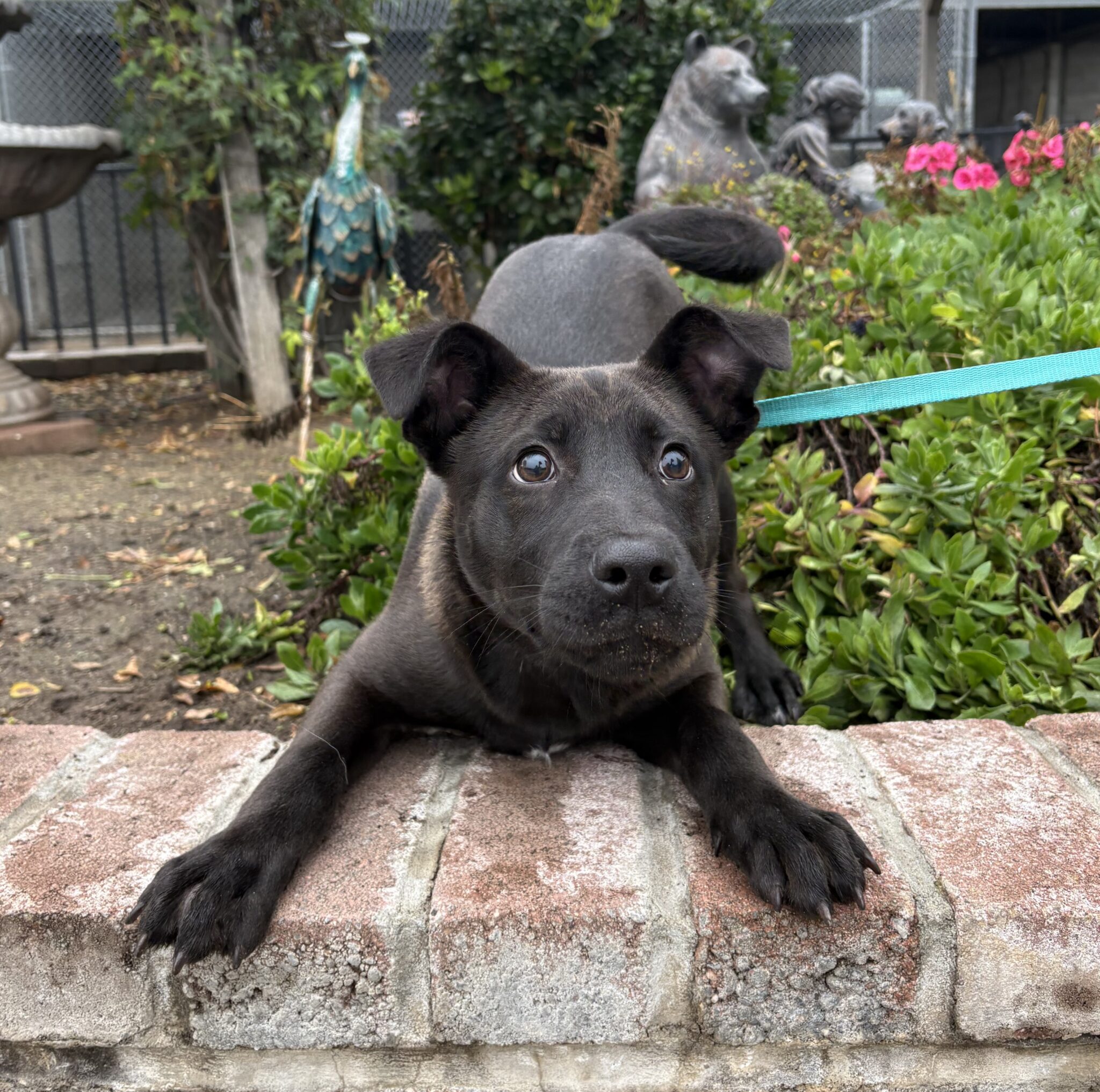 Available Dogs – Pets and Pals Animal Shelter