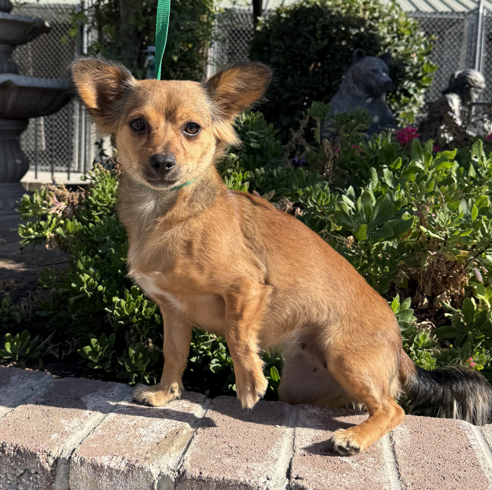 Pollie – Pets and Pals Animal Shelter