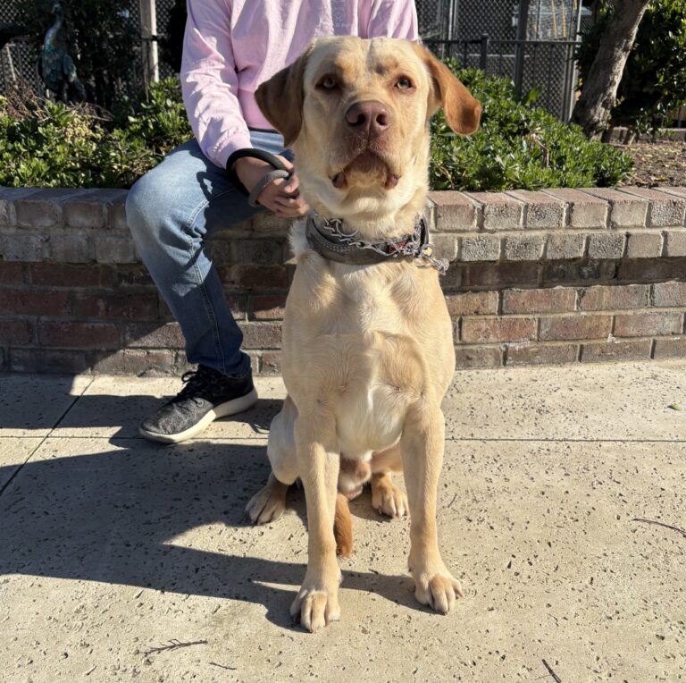 Pets and Pals Animal Shelter – Every Pet Has A Story…