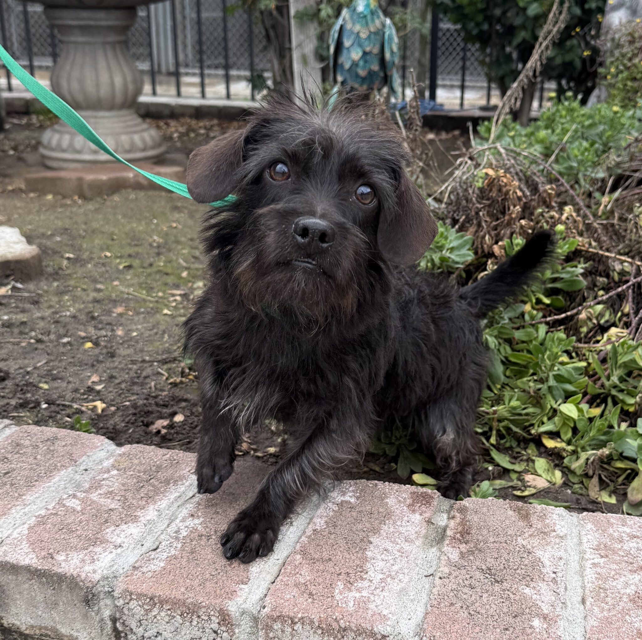 Available Dogs – Pets and Pals Animal Shelter