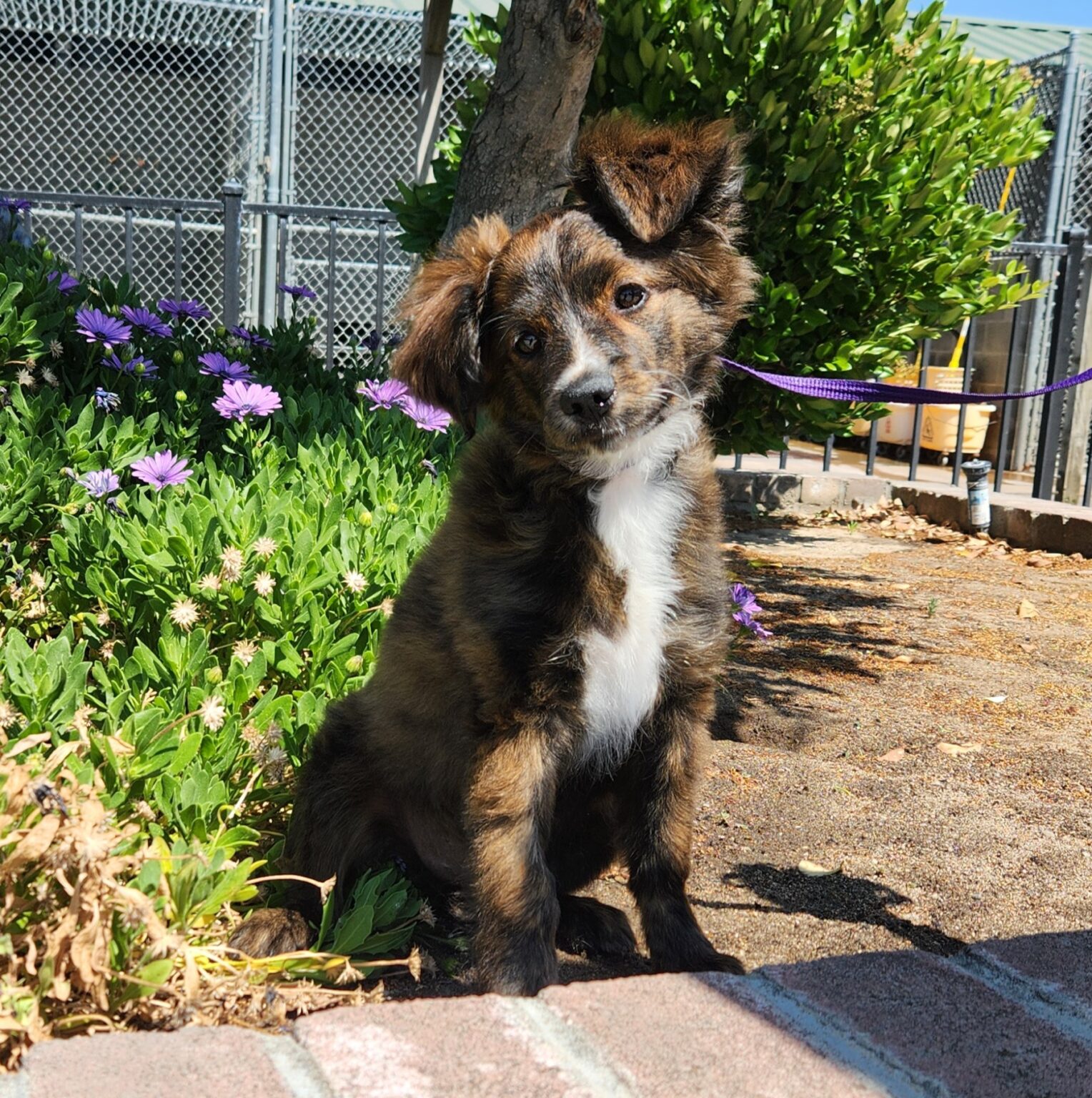 Happy Tails Dogs – Pets and Pals Animal Shelter