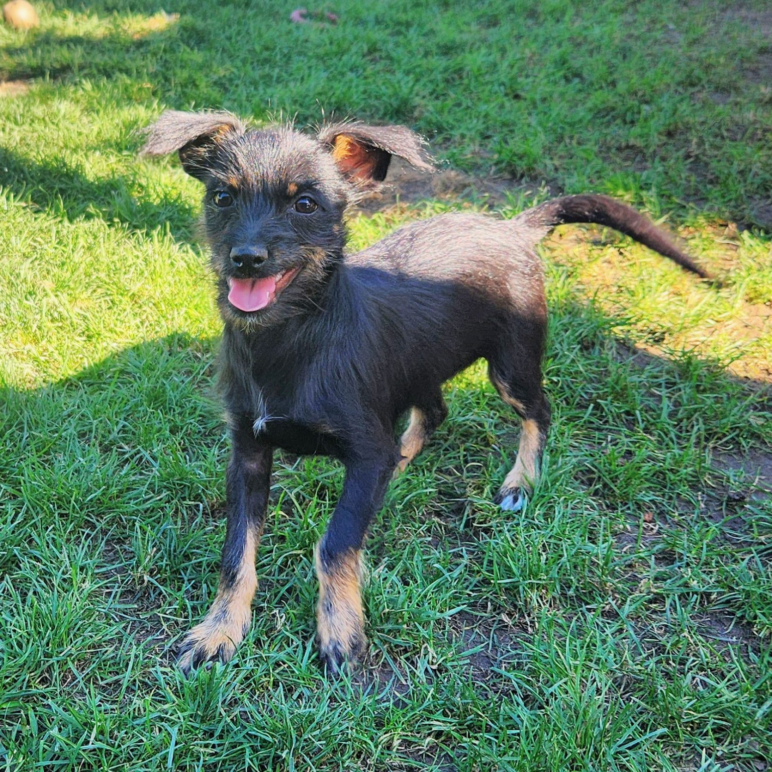 Pets and Pals Animal Shelter – Every Pet Has A Story…