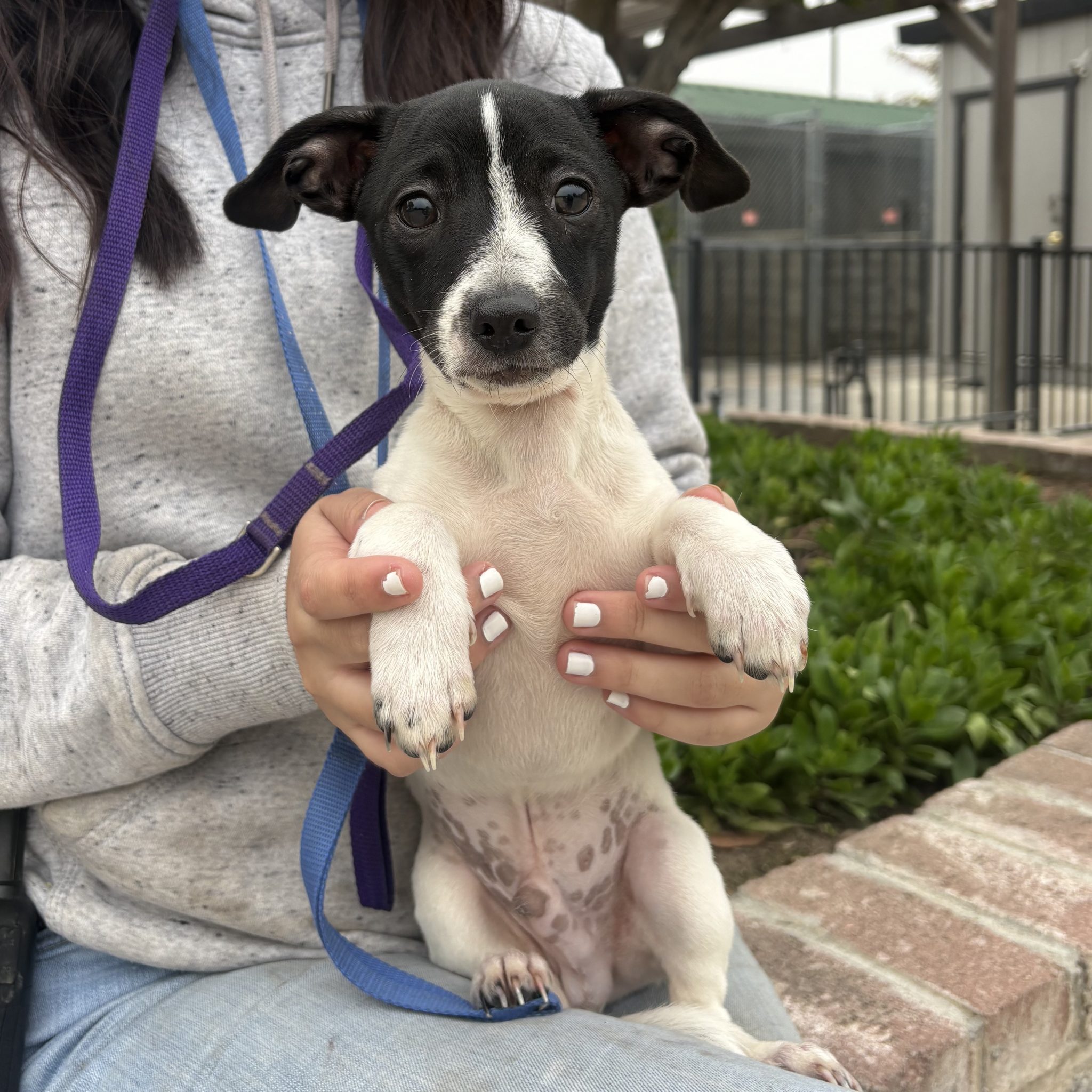 Pip – Pets and Pals Animal Shelter