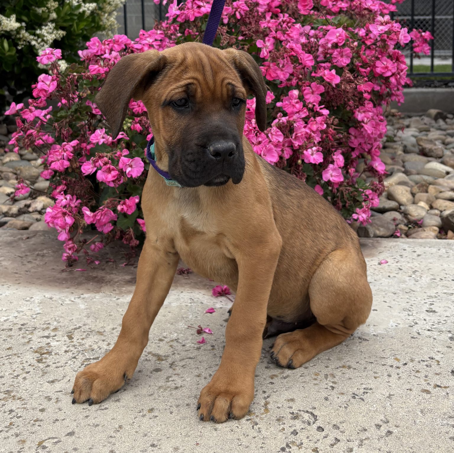 Blu Litter: Rio Litter